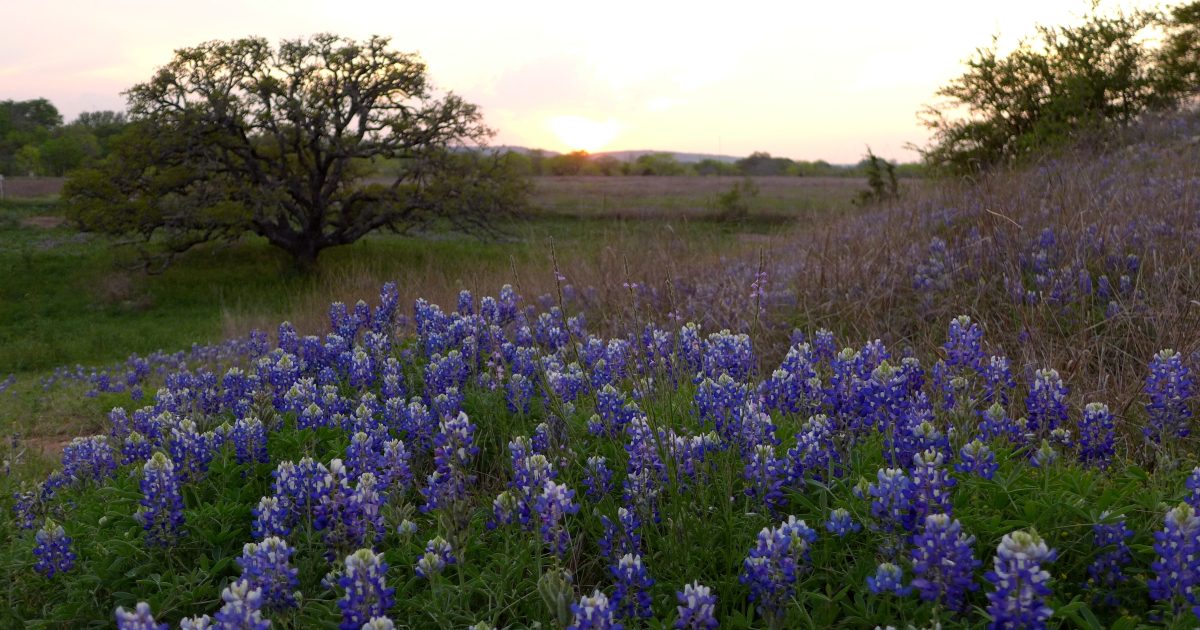 Finden Sie Texas Bluebonnets & Wildblumen in Fredericksburg, TX | Visit ...
